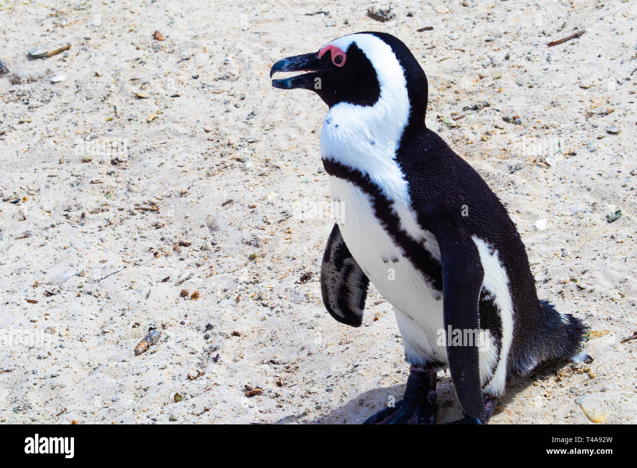 Single full view of Penguin looking to the left Stock Photo - Alamy