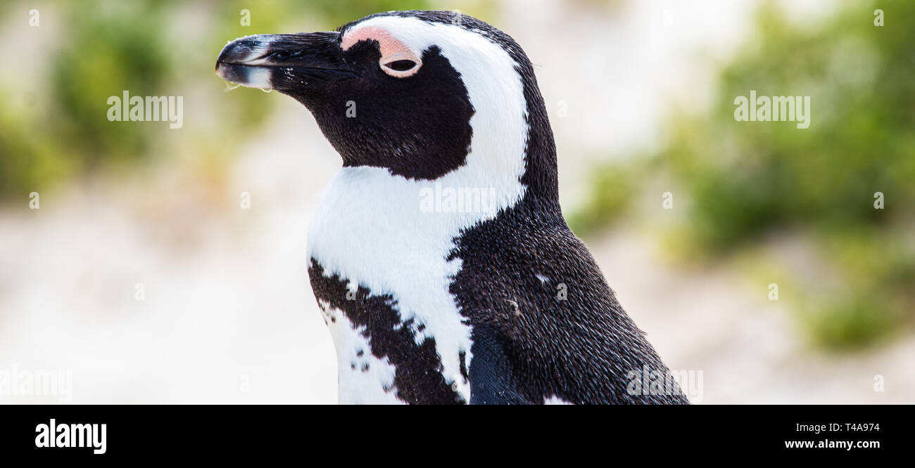 Emperor penguin egg hi-res stock photography and images - Alamy