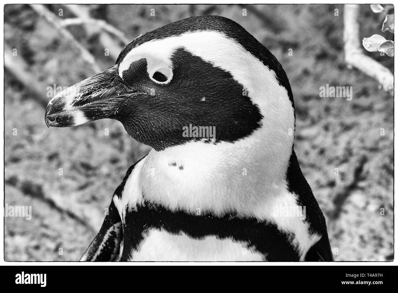 Emperor penguin egg hi-res stock photography and images - Alamy