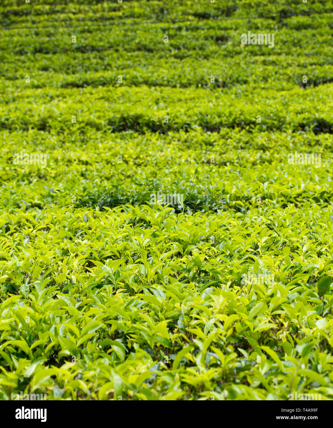 Nuvara hi-res stock photography and images - Alamy