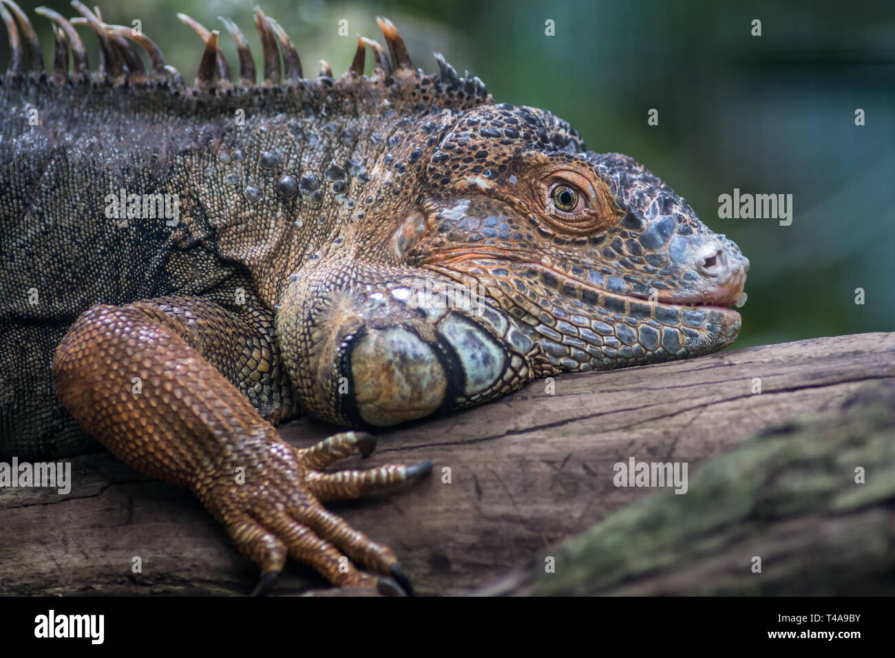 iguana lizard portrait in Parque das Aves, Foz do Iguacu, Brasil, Birds ...