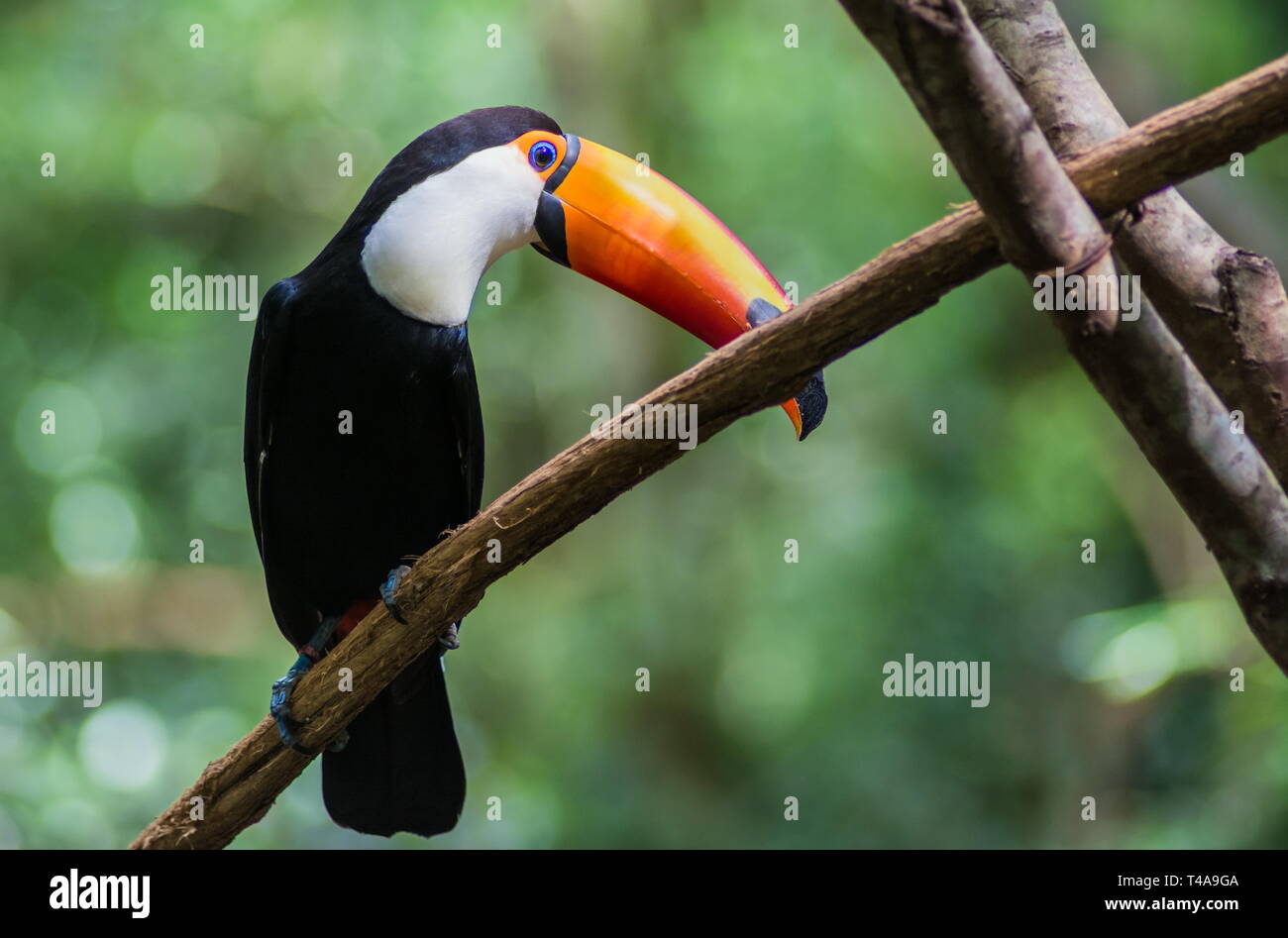 Tucano-toco bird Ramphastos toco isolated in the wild Parque das Aves ...