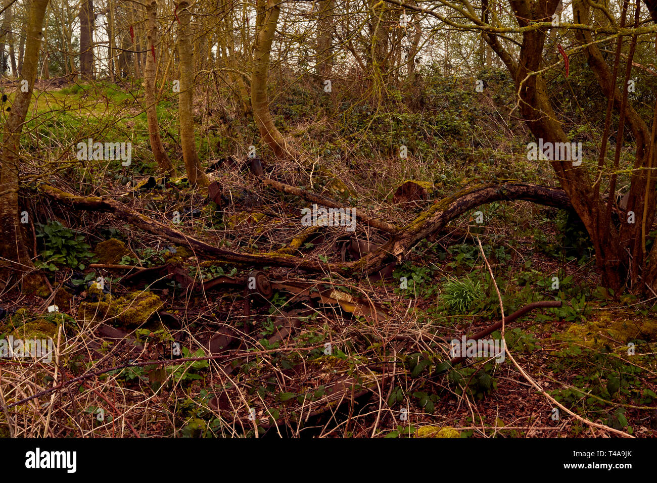 Woodland floor abstract nature segments, Kent, England, United Kingdom ...