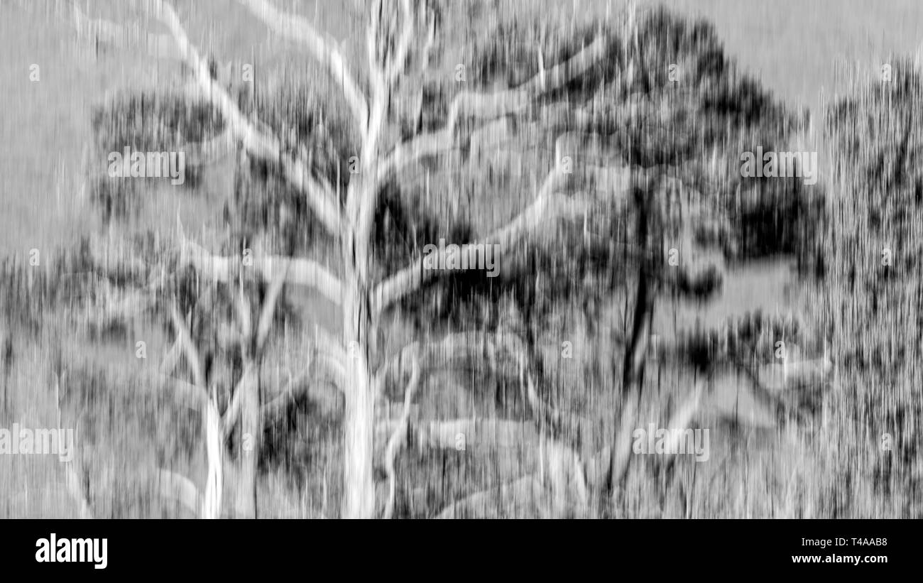 Black and white abstract of trees Stock Photo - Alamy