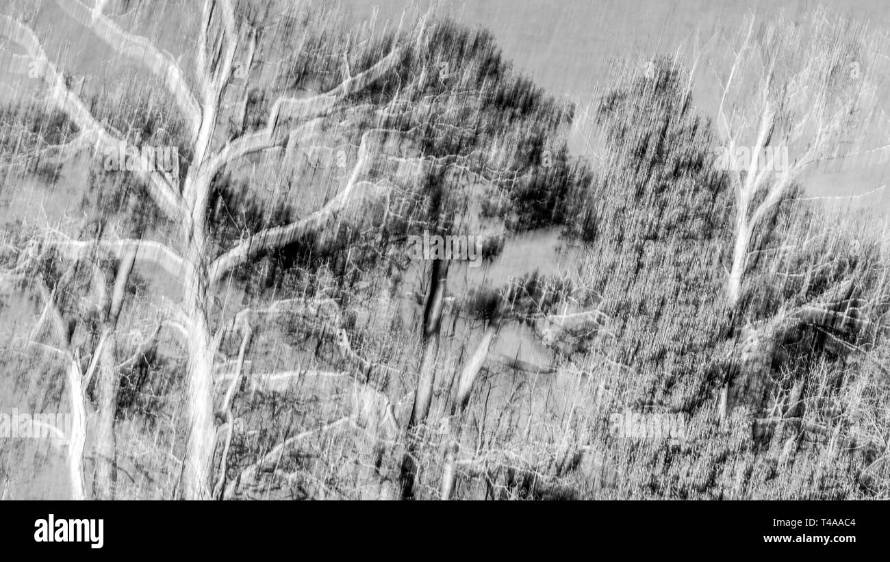Black and white abstract of trees Stock Photo - Alamy