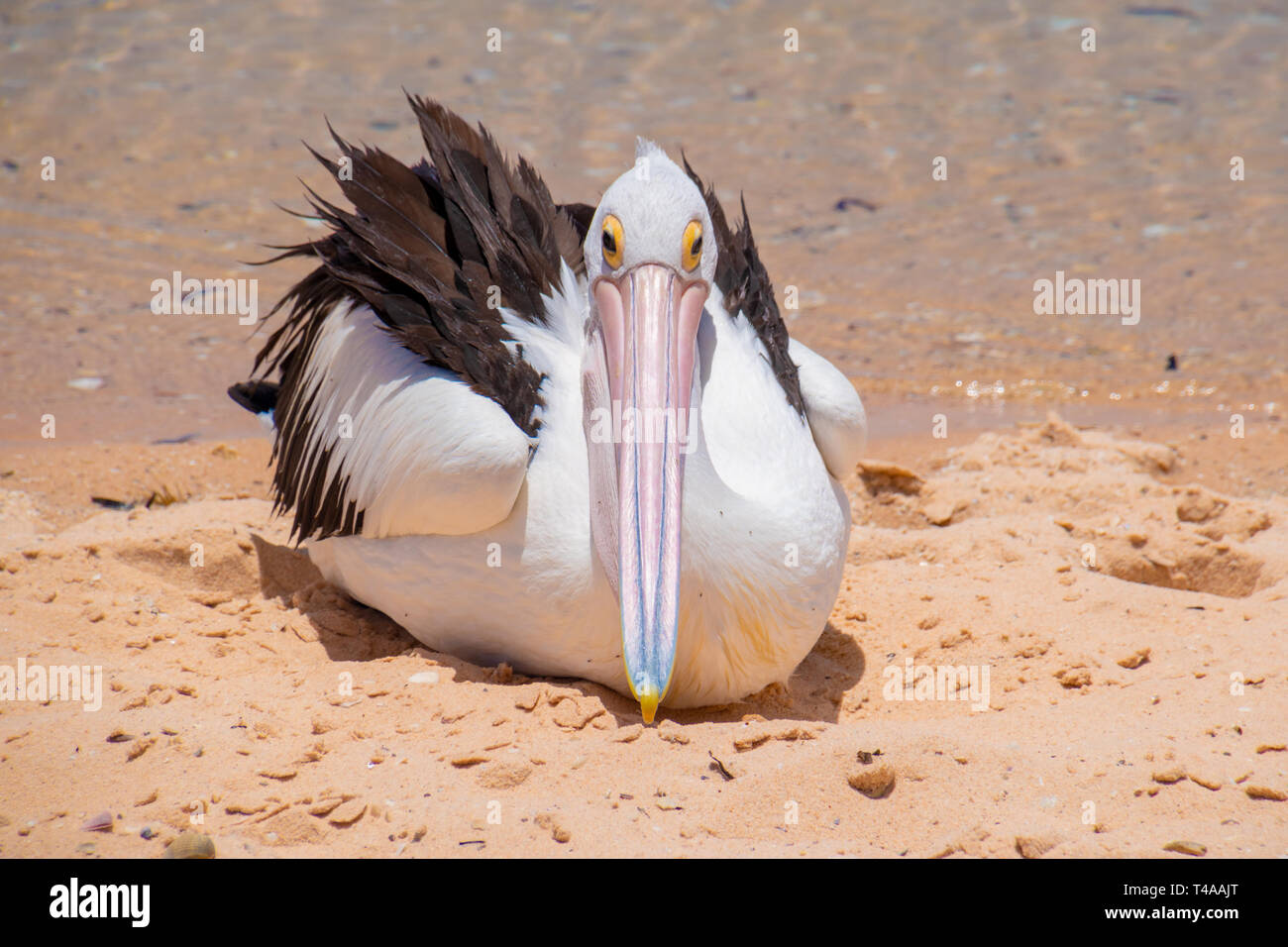 Shark beak hi-res stock photography and images - Alamy