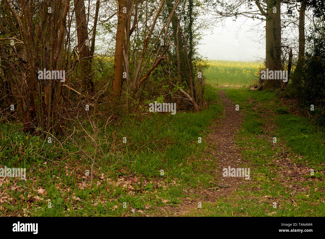 Right of way path around farmland on a misty spring day in Kent ...