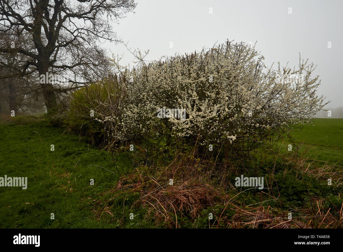 Blooming hedgerow in the Kent farming countryside. kent, England ...