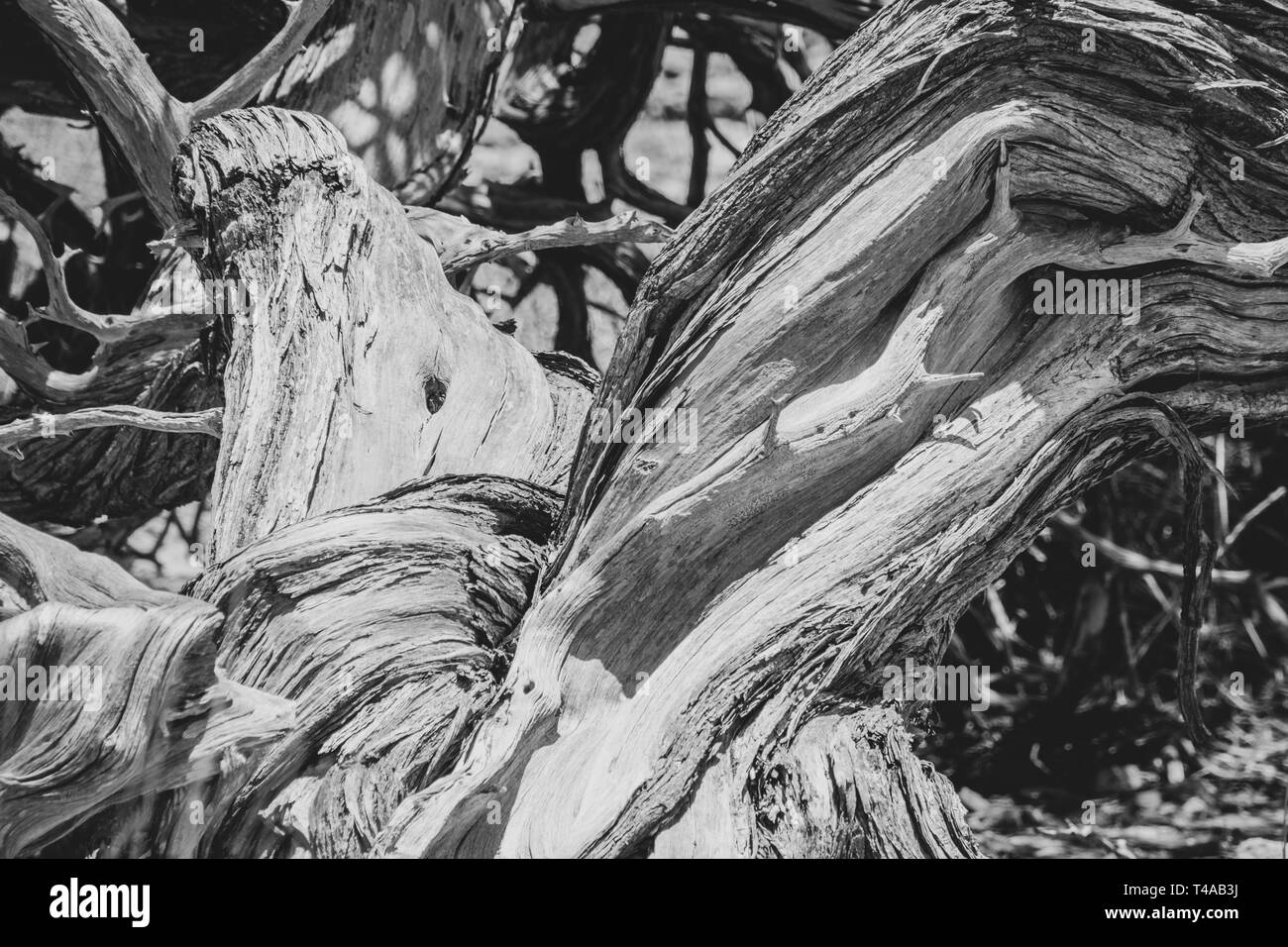 Old twisted tree stem in black and white at Yardie Creek at Cape Range ...
