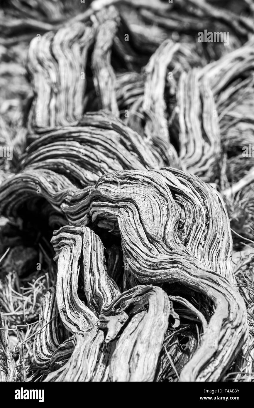 Twisted nearly dead old dry tree stem in black and white at Yardie ...