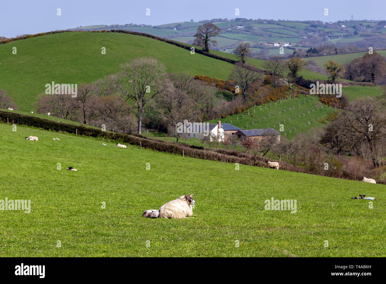Dartmoor plain hi-res stock photography and images - Alamy