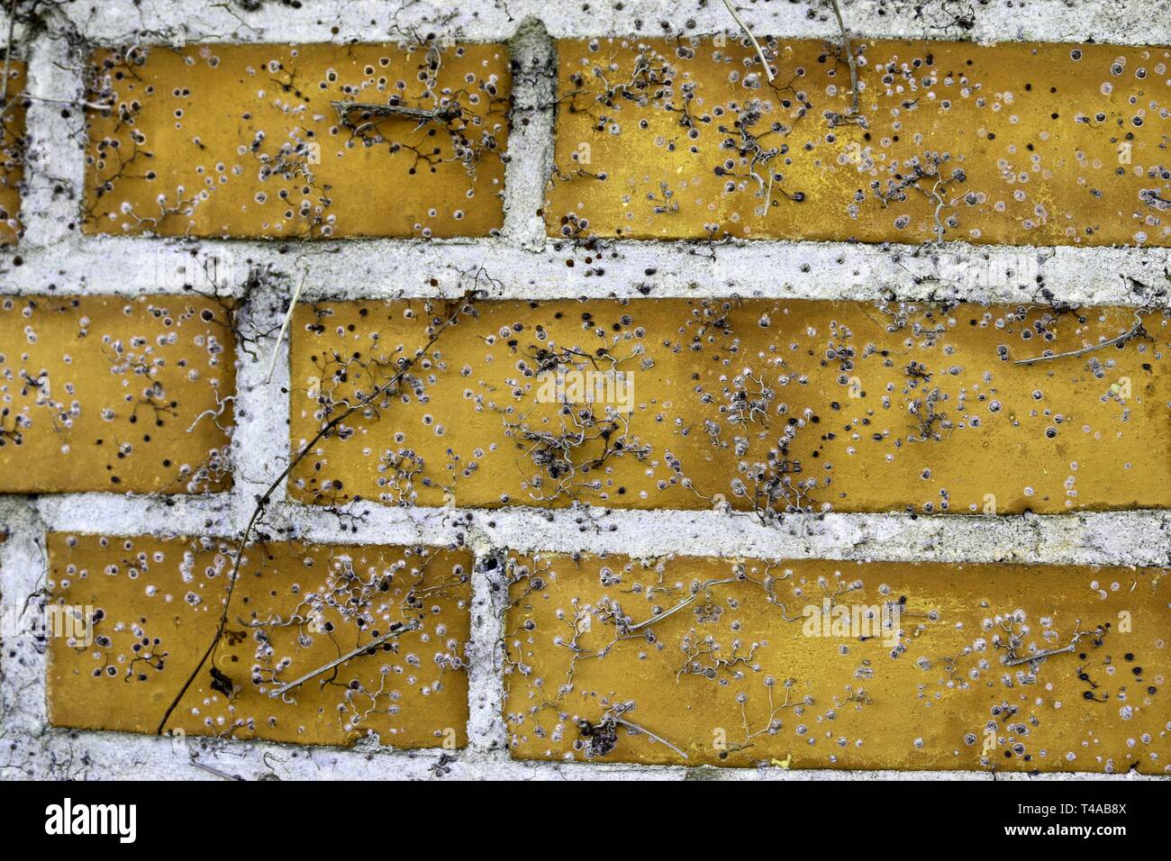 Weathered and aged yellow brick walls with cracks in high resolution ...