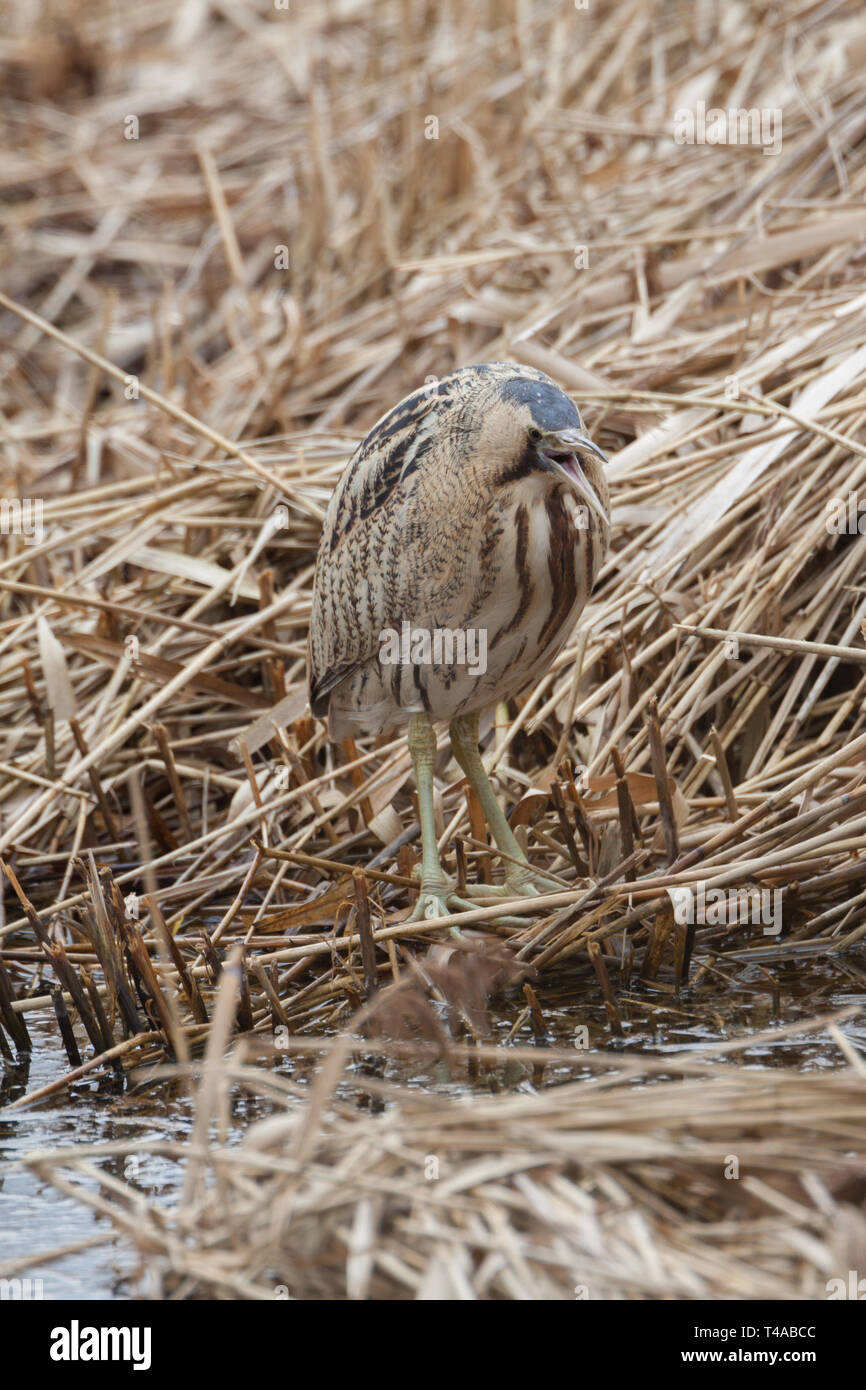 Bittern posture hi-res stock photography and images - Alamy