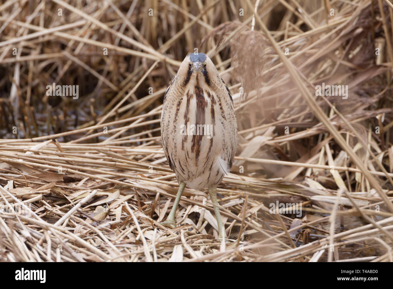 Great bittern (Botaurus stellaris) walking through a reedbed in ...