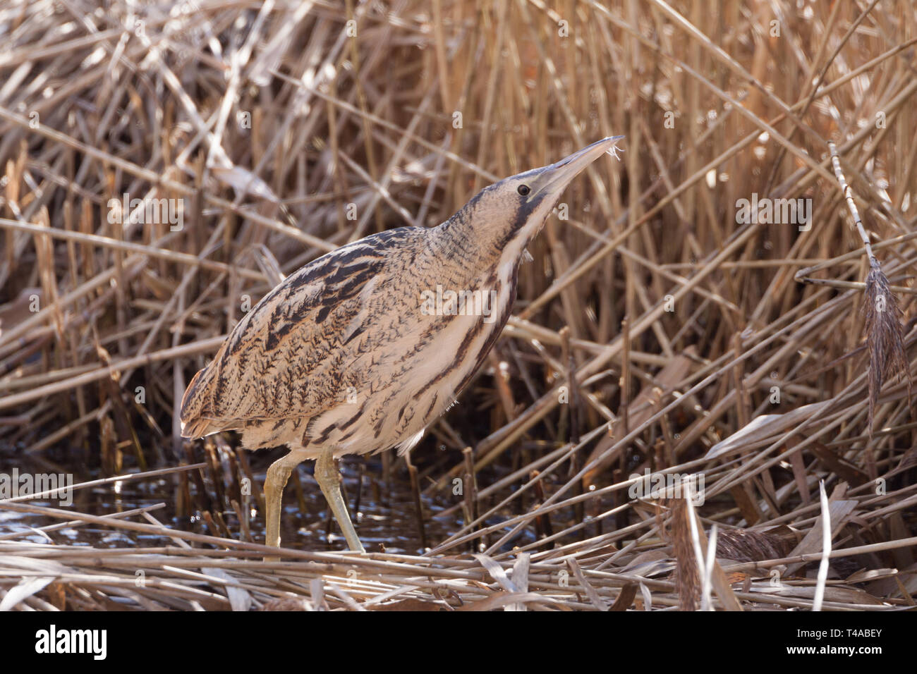 Great bittern (Botaurus stellaris) walking through a reedbed in ...