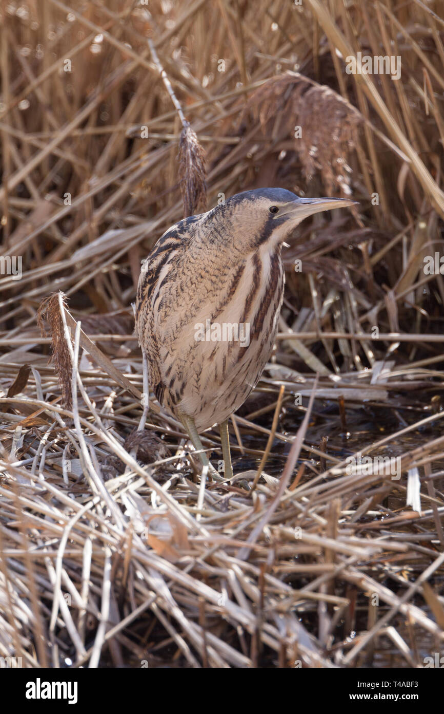 Great bittern (Botaurus stellaris) walking through a reedbed in ...