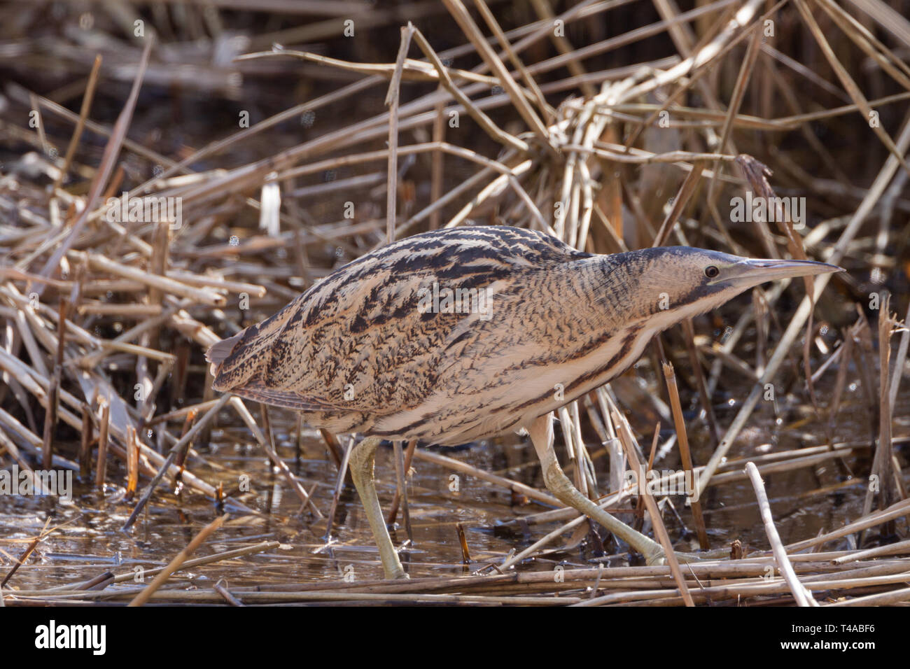 Bittern posture hi-res stock photography and images - Alamy
