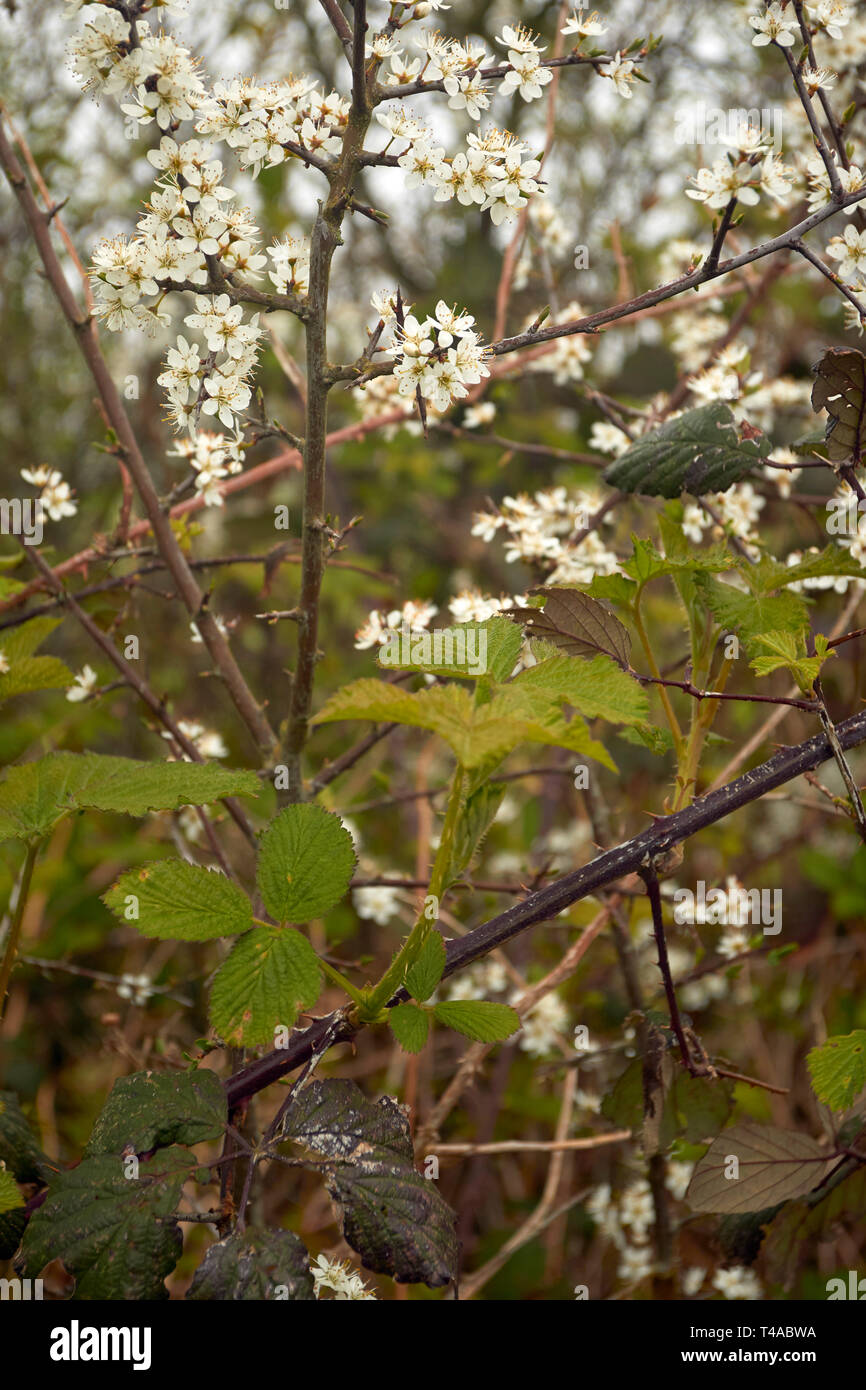 Blooming hedgerow in the Kent farming countryside. kent, England ...