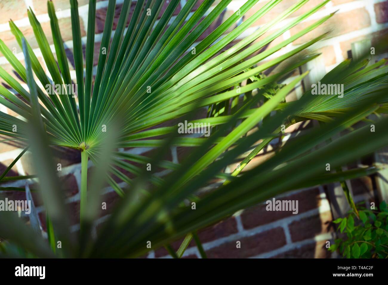 Palm tree against brick wall Stock Photo - Alamy