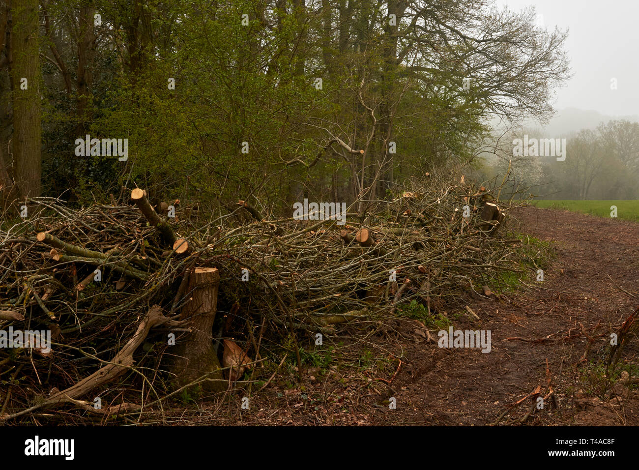 Felled trees and cut branches in misty Kent landscape in spring ...