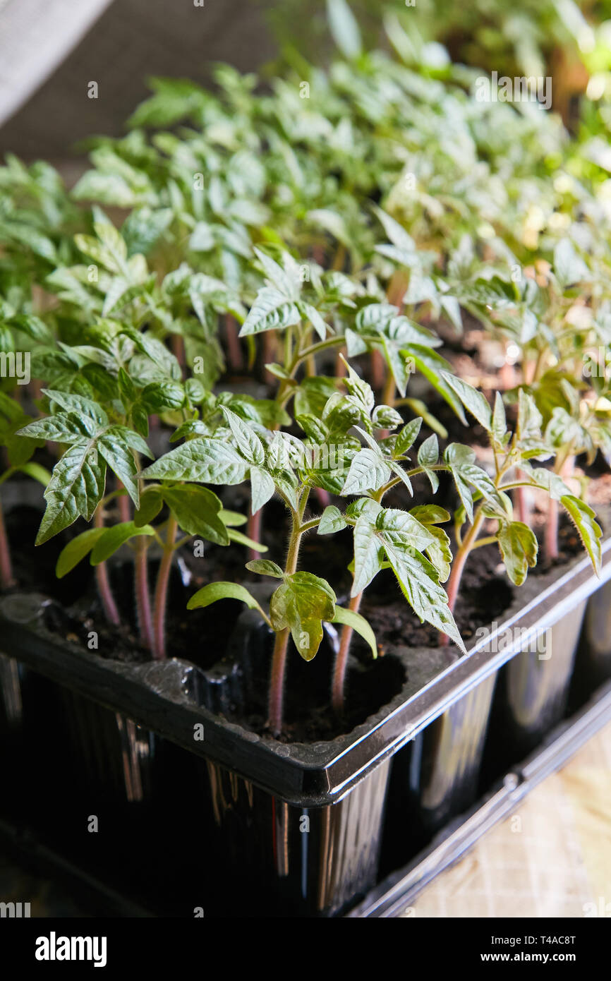 Seedling tomato in tray for sprout in greenhouse. Seedling of tomato in ...