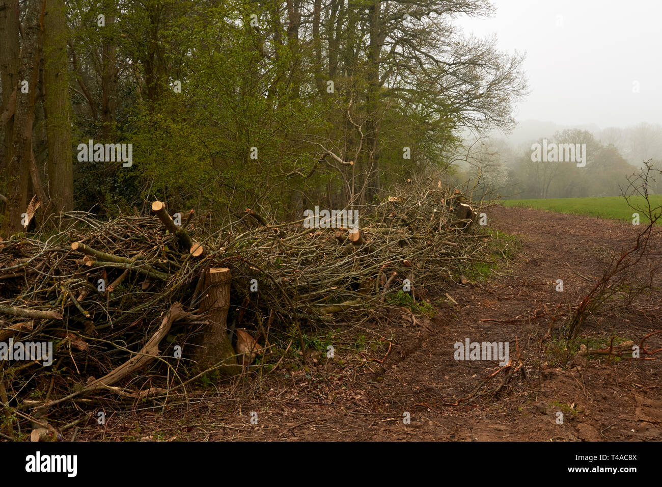 Felled trees and cut branches in misty Kent landscape in spring ...