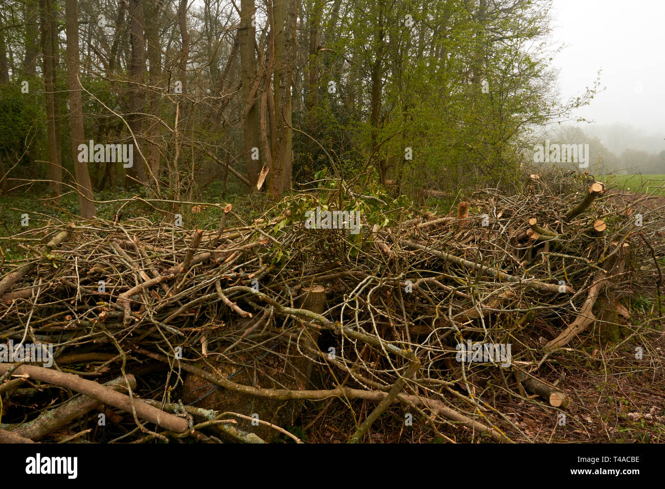 Felled trees and cut branches in misty Kent landscape in spring ...