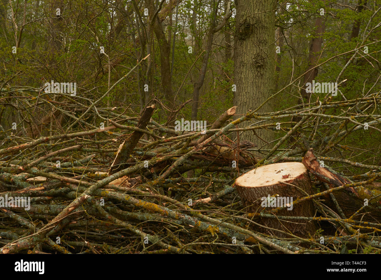 Felled trees and cut branches in misty Kent landscape in spring ...