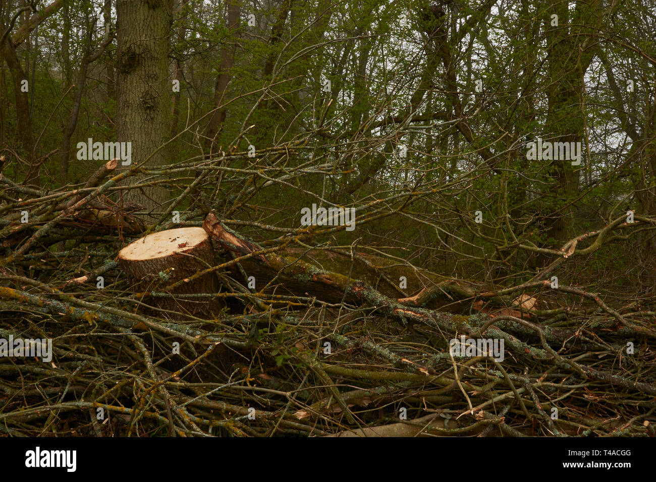 Felled trees and cut branches in misty Kent landscape in spring ...