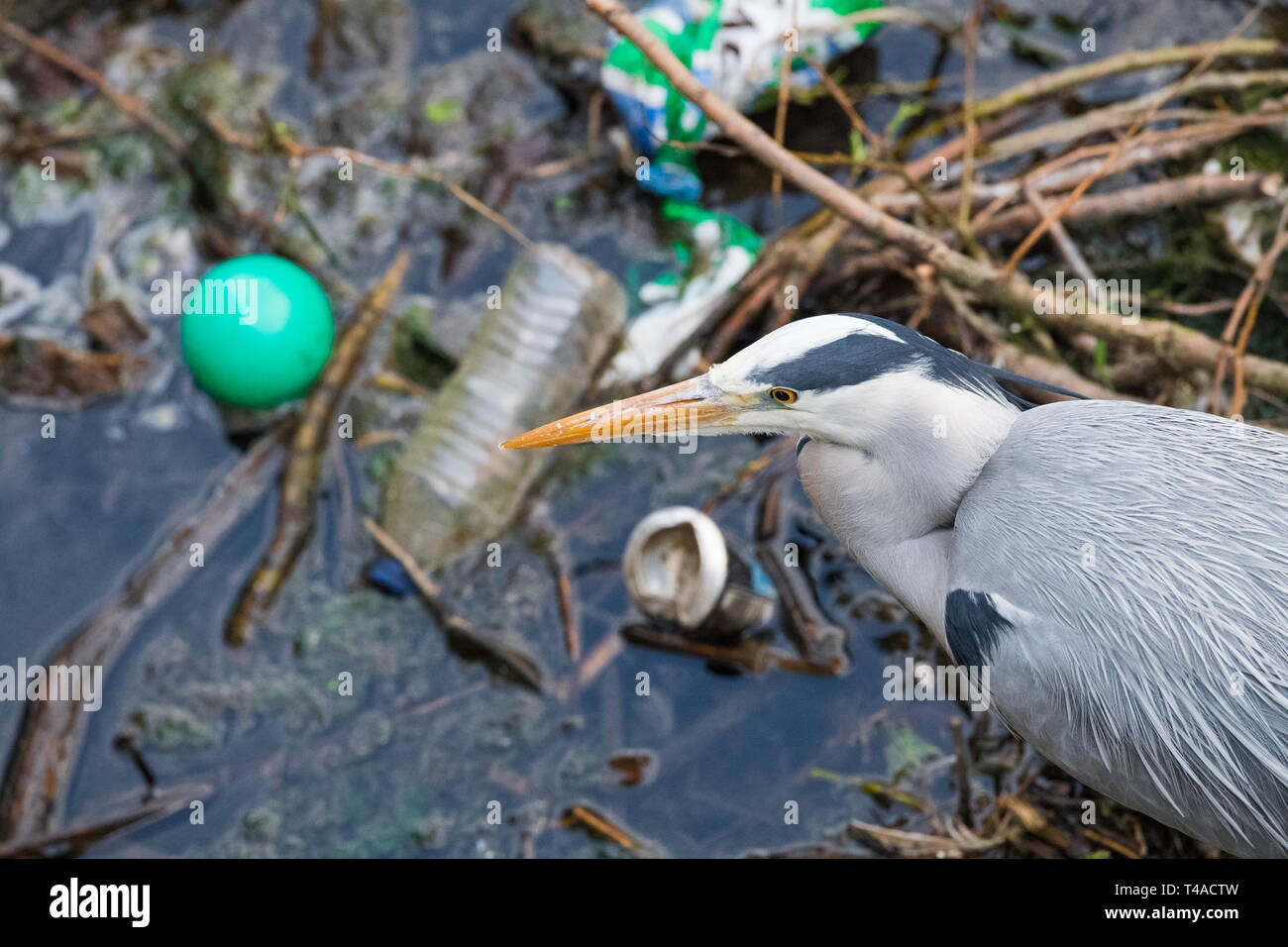 Plastic waste bird hi-res stock photography and images - Alamy