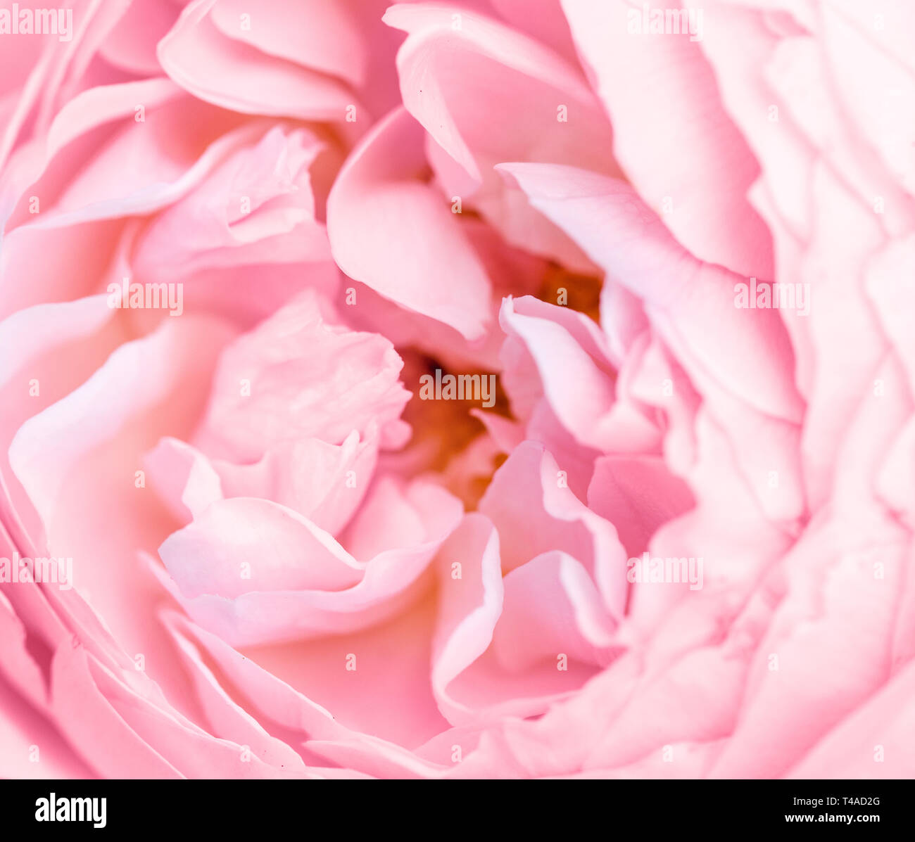 Unfocused blur rose petals, abstract romance background, pastel and ...