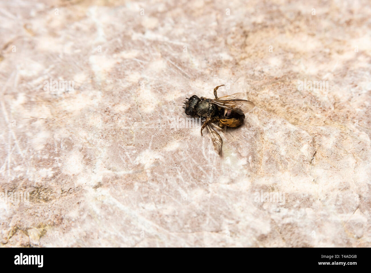 Dead Bumblebee on stone background Stock Photo - Alamy