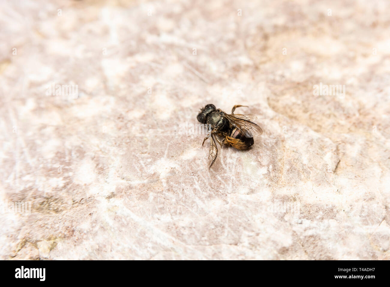 Bumblebee dead hi-res stock photography and images - Alamy