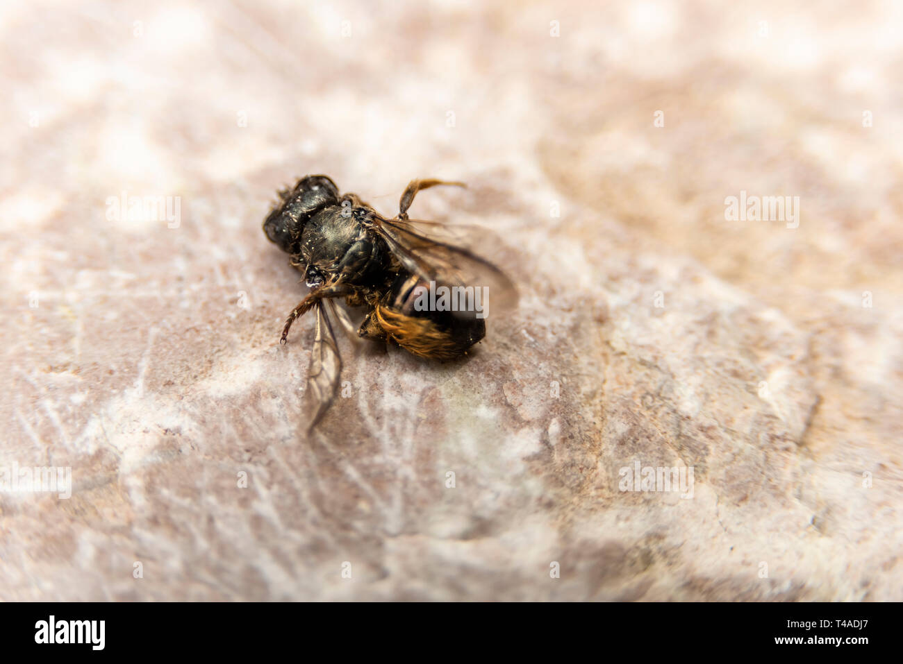Dead Bumblebee on stone background, rear view Stock Photo - Alamy