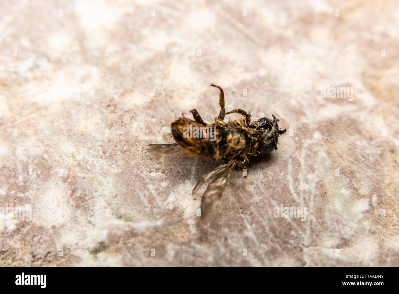 Dead Bumblebee on stone background, lateral view Stock Photo - Alamy
