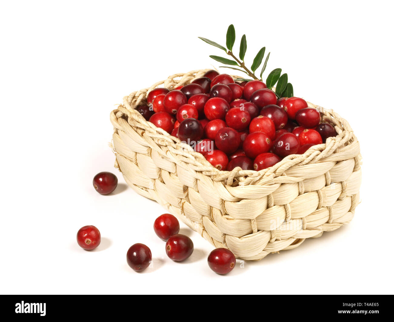 Cranberries on branch hi-res stock photography and images - Alamy