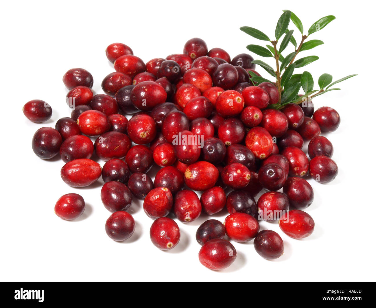 Cranberries with leaves hi-res stock photography and images - Alamy