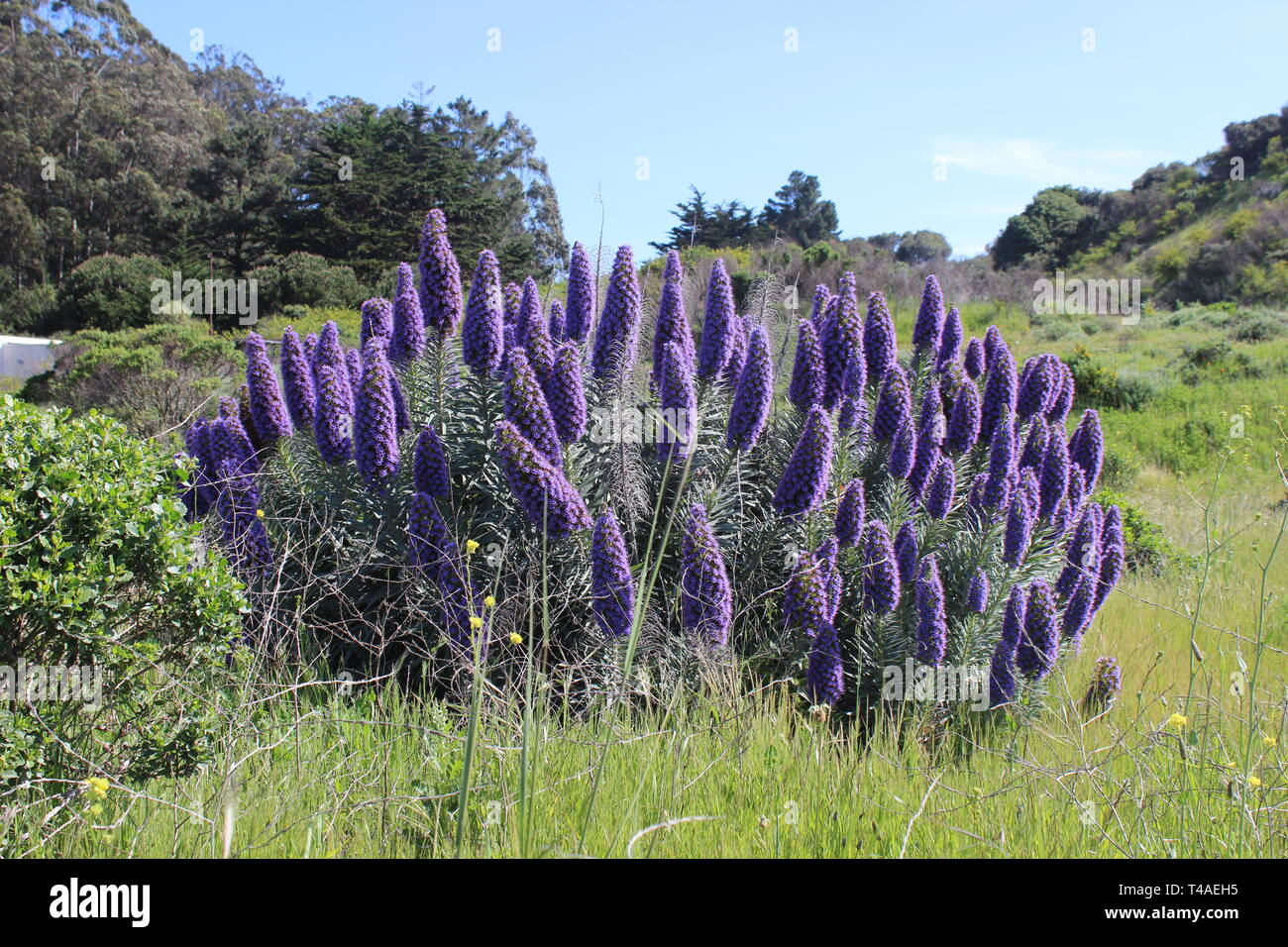 Purple california wildflowers hi-res stock photography and images - Alamy