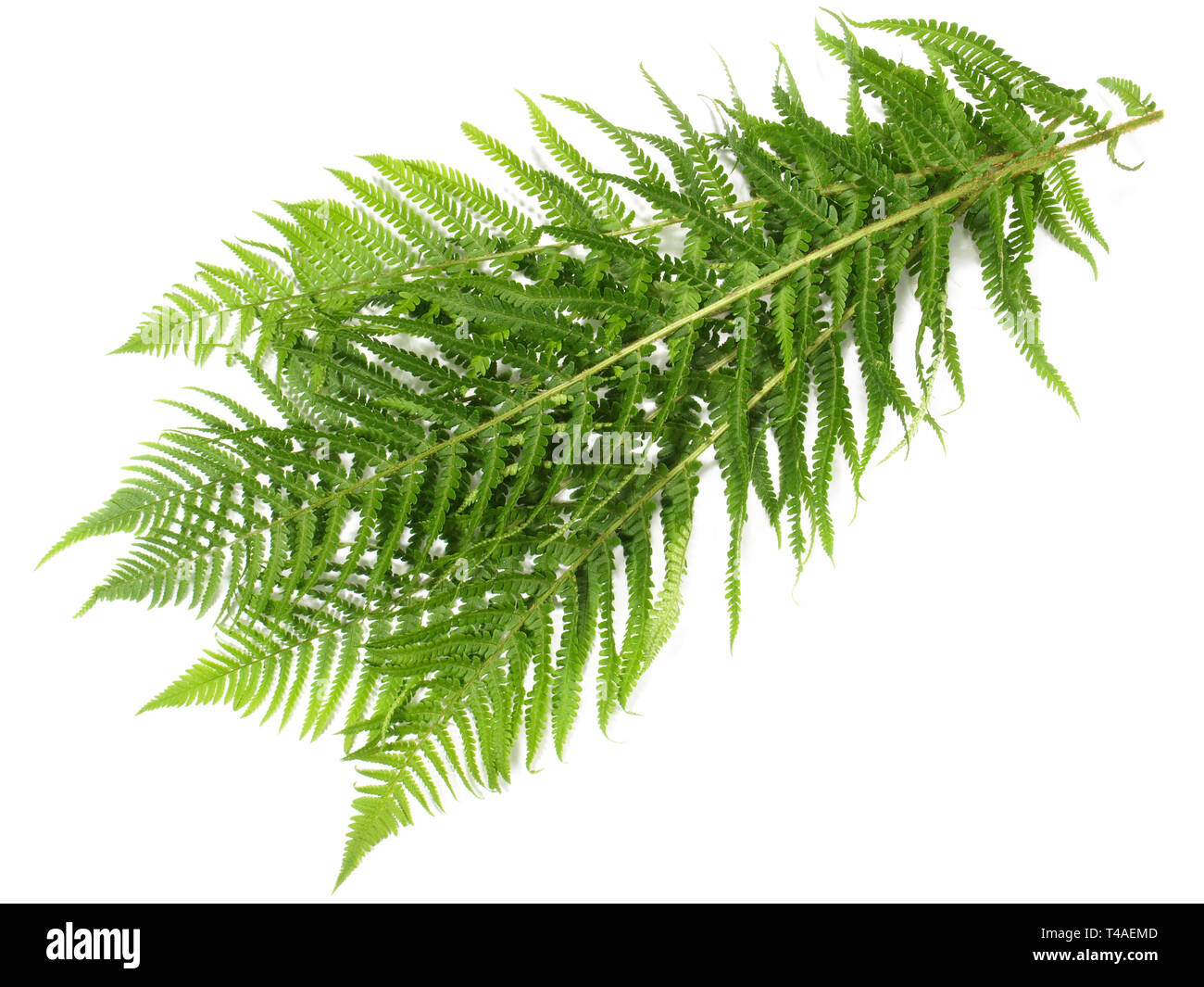 Fern Plant on White Background Stock Photo - Alamy