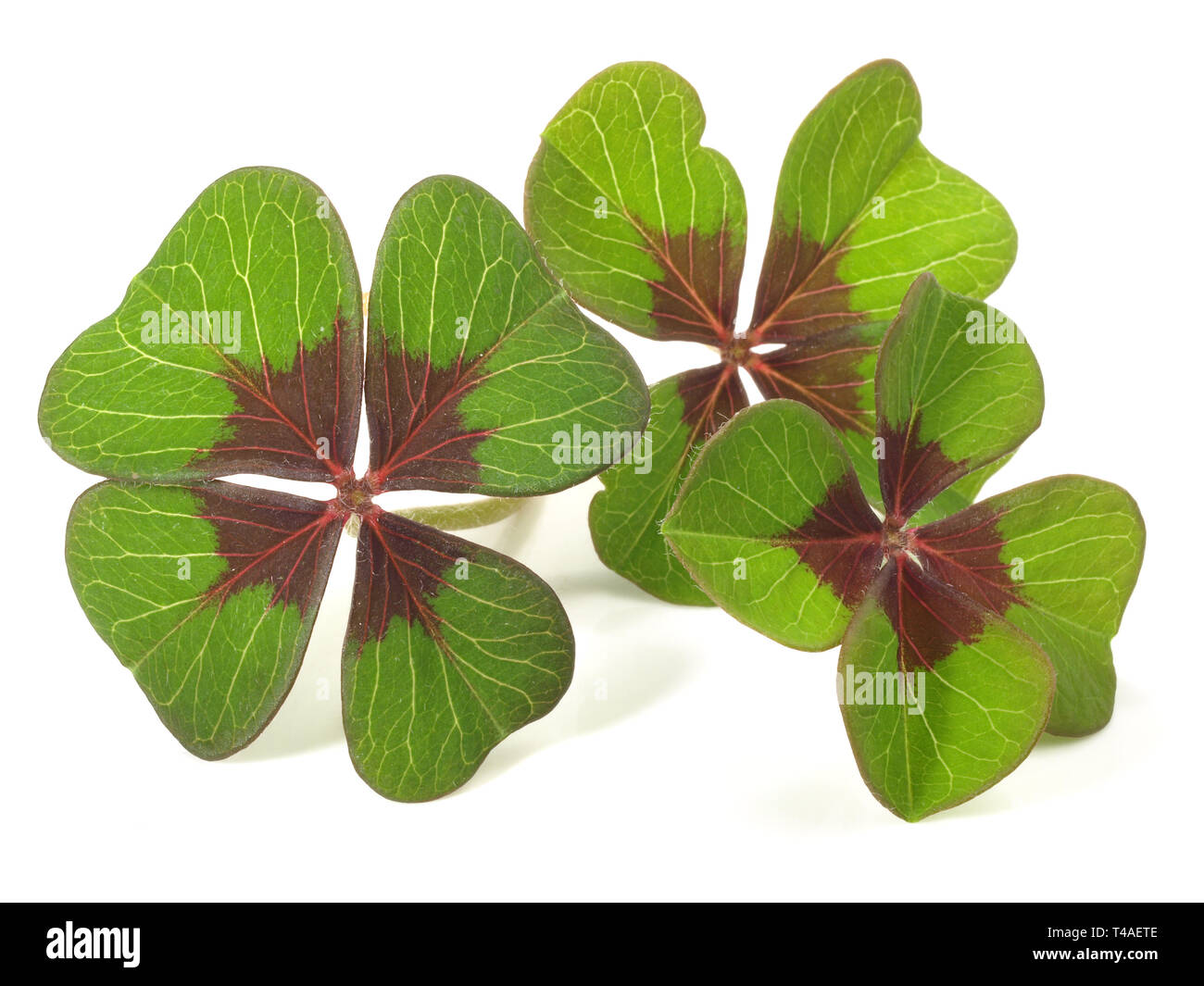 Shamrock plant Cut Out Stock Images & Pictures - Alamy