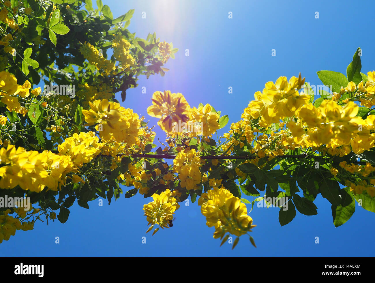 Laburnum Tree - Laburnum Vossii Stock Photo - Alamy