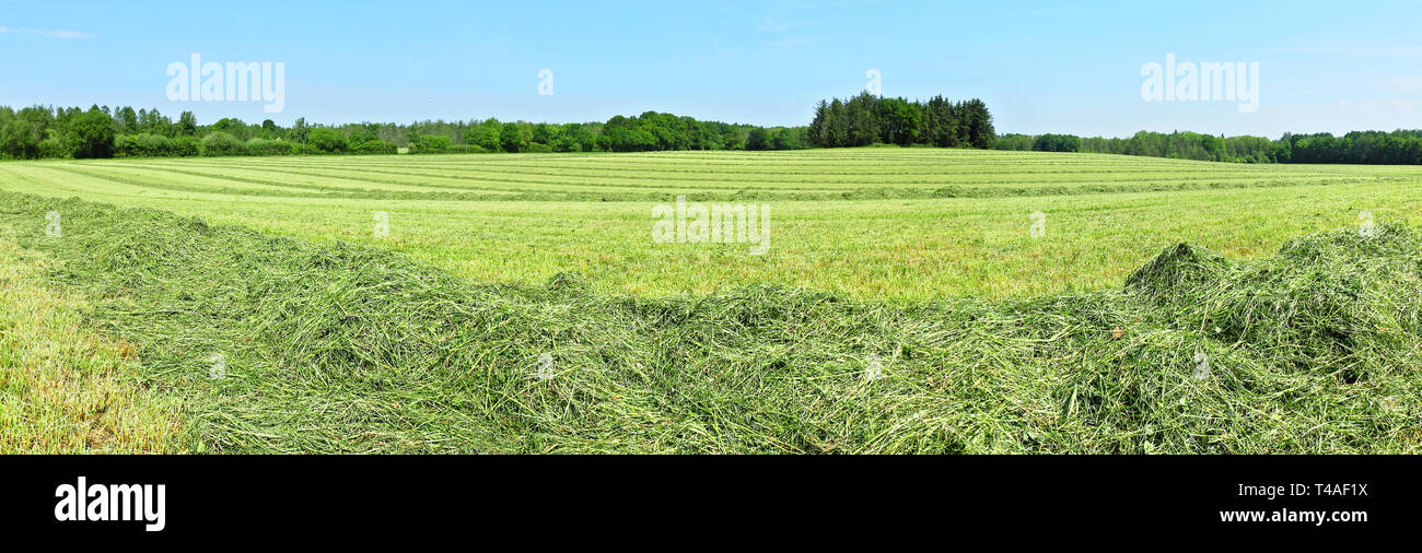 Farmland - Drying Grass Panorama Stock Photo - Alamy