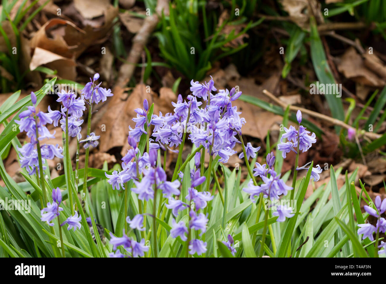 Hyacinthoides non-scripta, Bluebell flowers. Dorset, United Kingdom ...