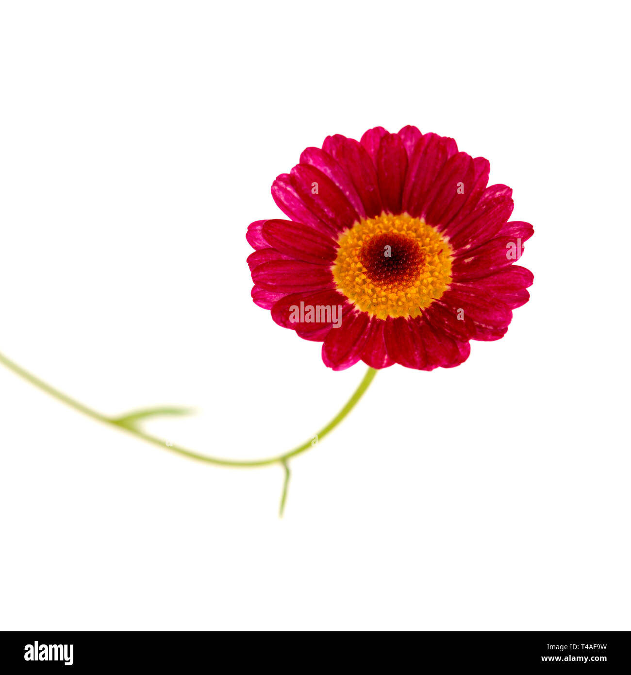 dark red marguerite daisy isolated on white background Stock Photo - Alamy