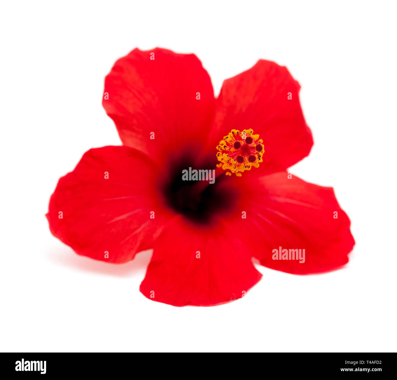 single red hibiscus flower isolated on white background Stock Photo - Alamy