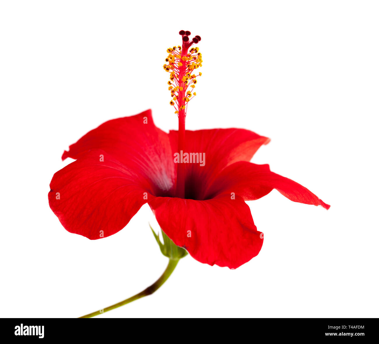 single red hibiscus flower isolated on white background Stock Photo - Alamy