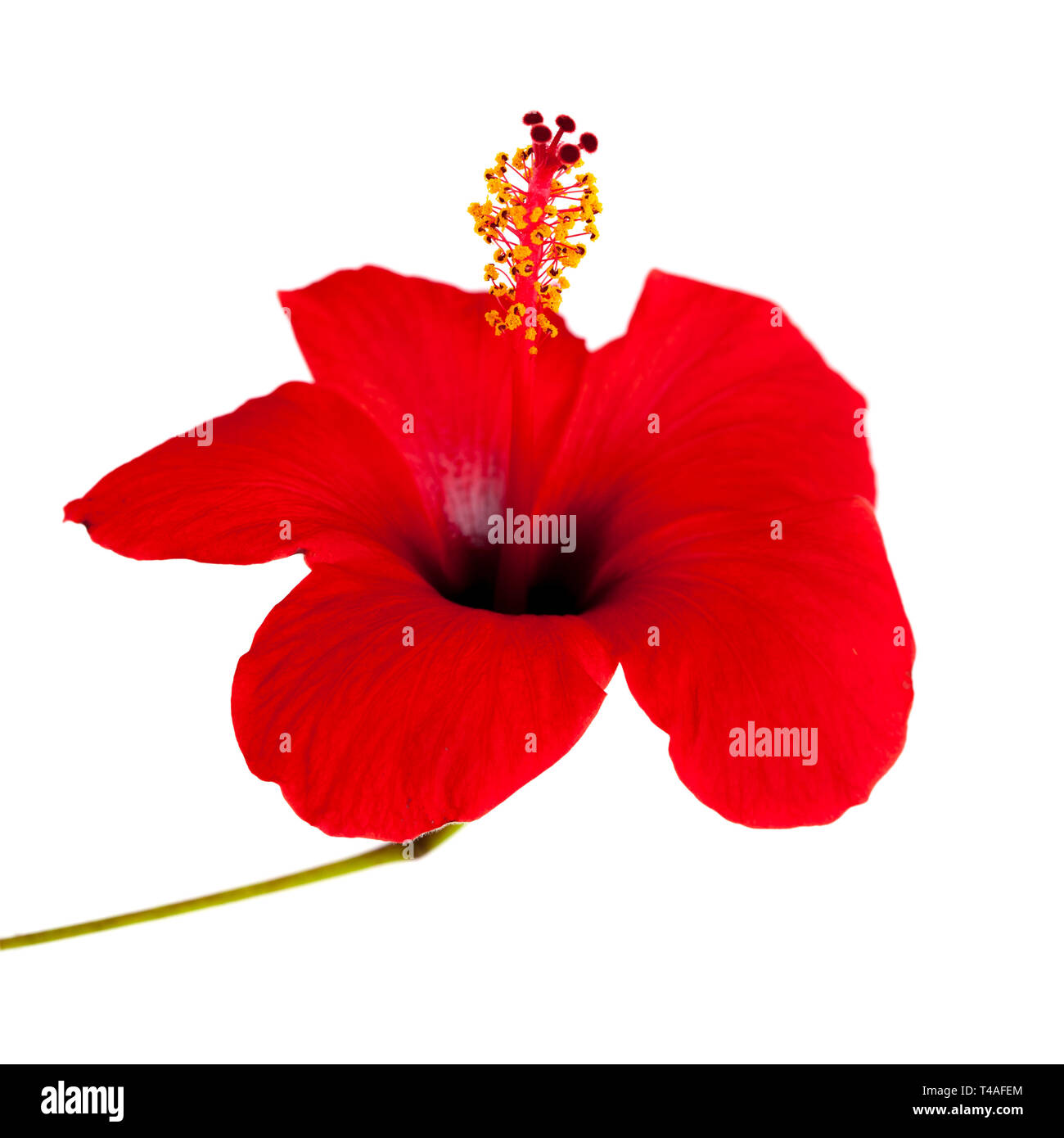 single red hibiscus flower isolated on white background Stock Photo - Alamy
