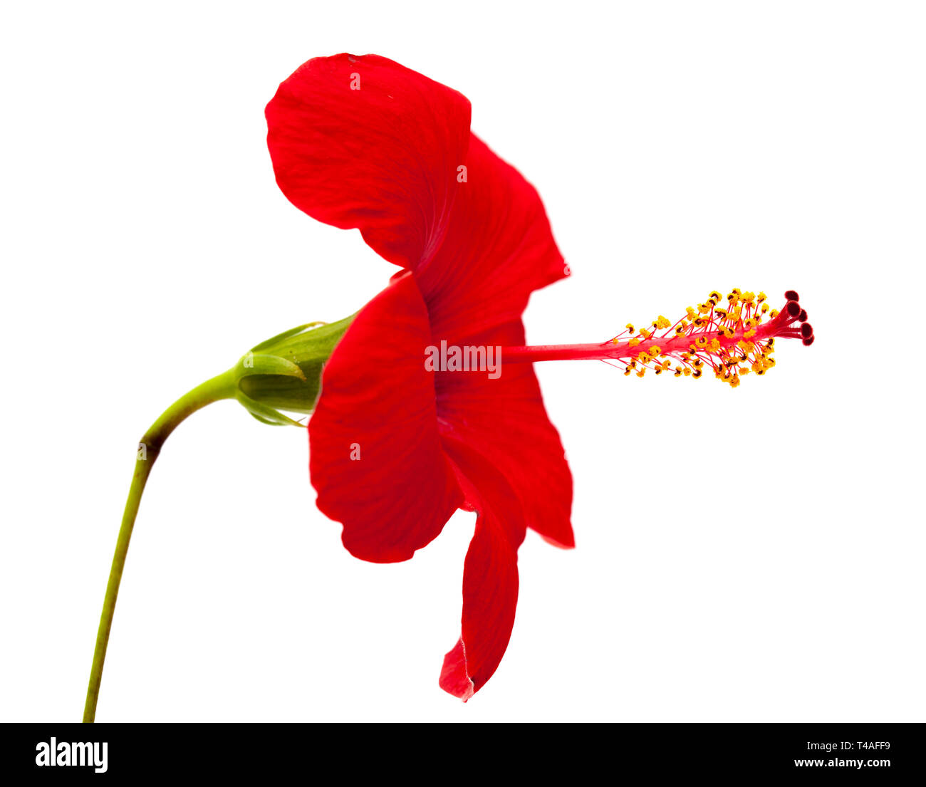 single red hibiscus flower isolated on white background Stock Photo - Alamy