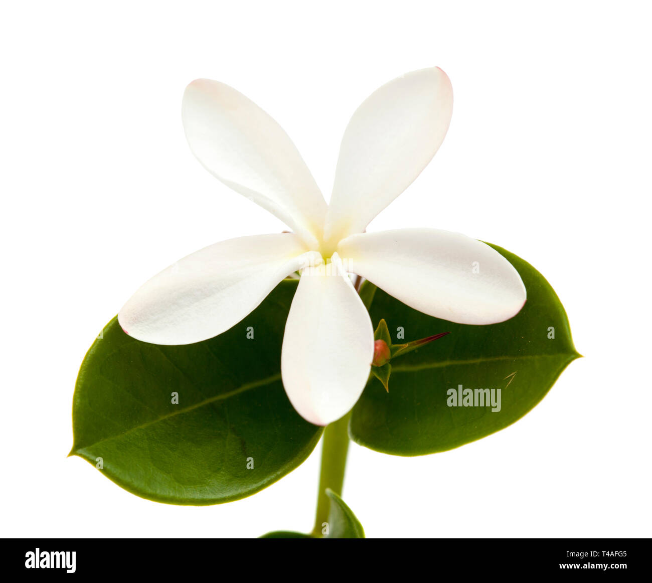 white flower of Carissa macrocarpa, Natal plum, isolated on white Stock ...