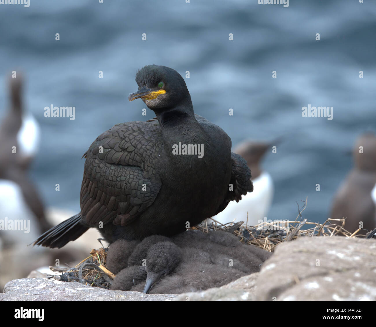 Coastal bird photography hi-res stock photography and images - Alamy